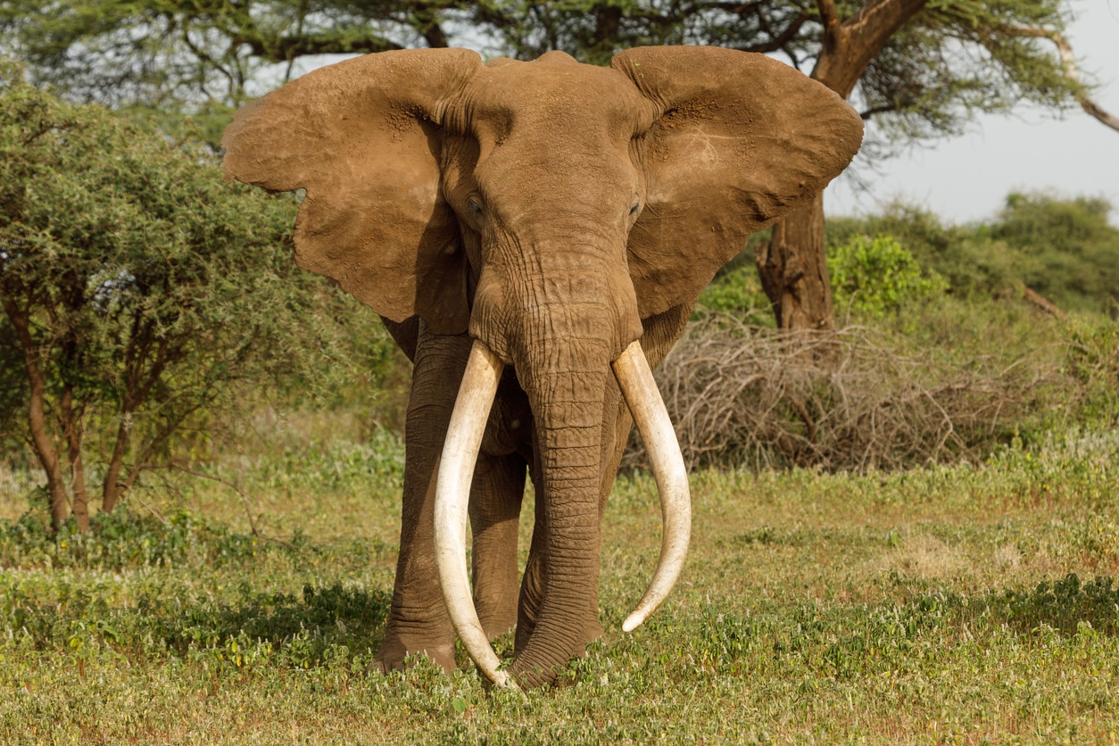 Afrique : un des derniers éléphants aux défenses géantes abattu
