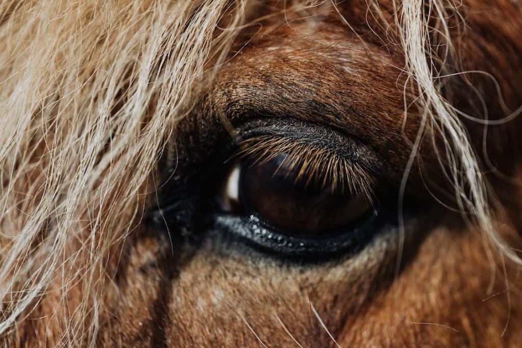 Conjonctivite du cheval : comment la prévenir et la guérir