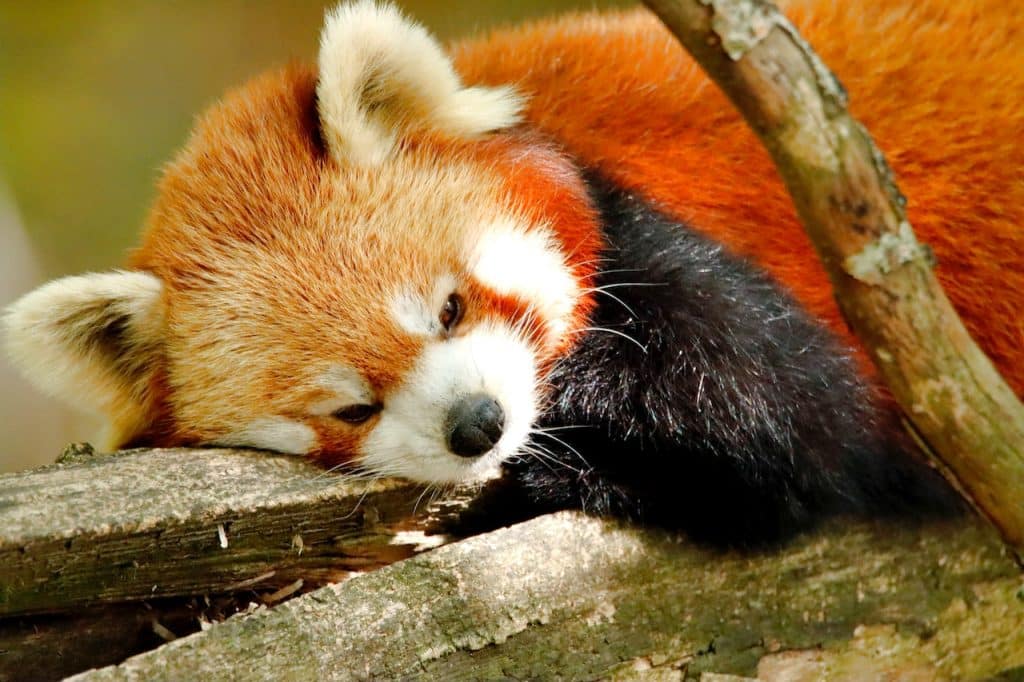 Panda roux : tout savoir sur ce mammifère en danger d'extinction