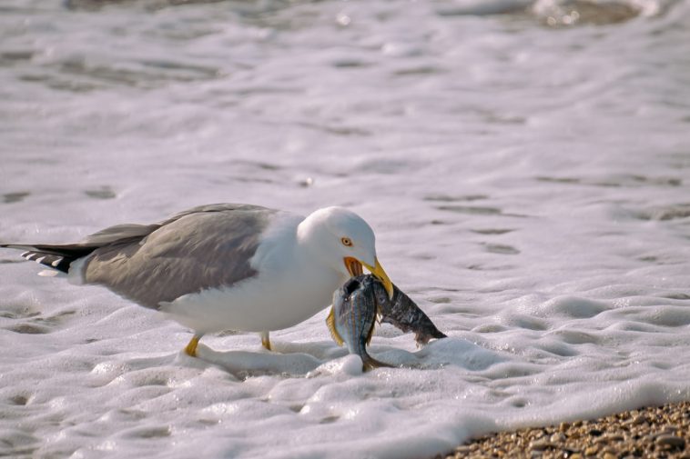 La mouette, un oiseau marin emblématique