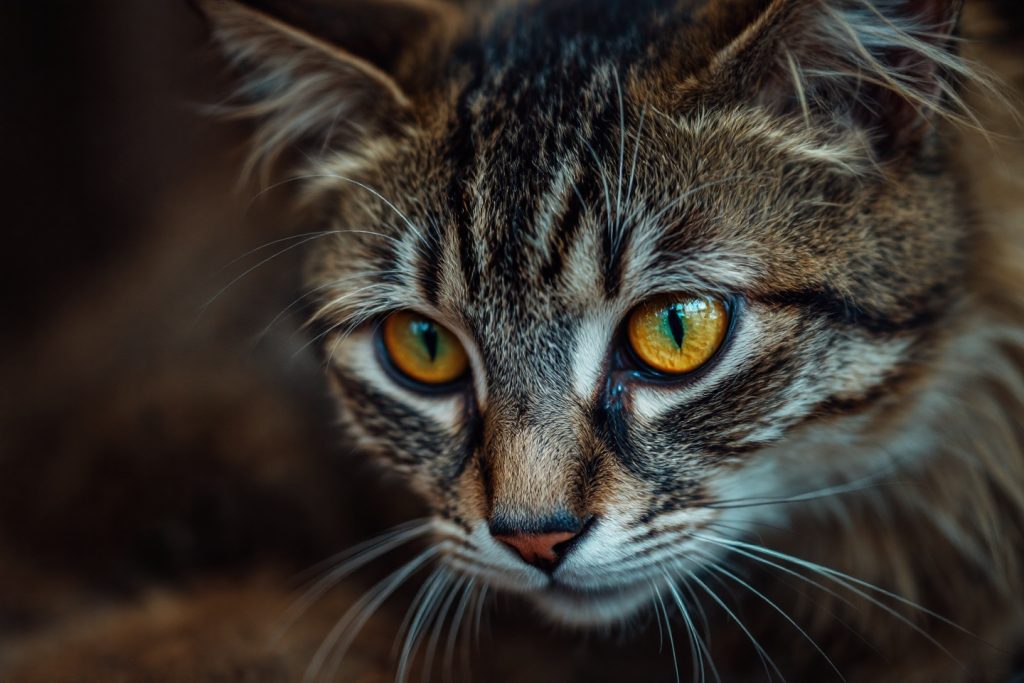 Yeux qui pleurent chez le chat : faut-il s’inquiéter ou est-ce normal