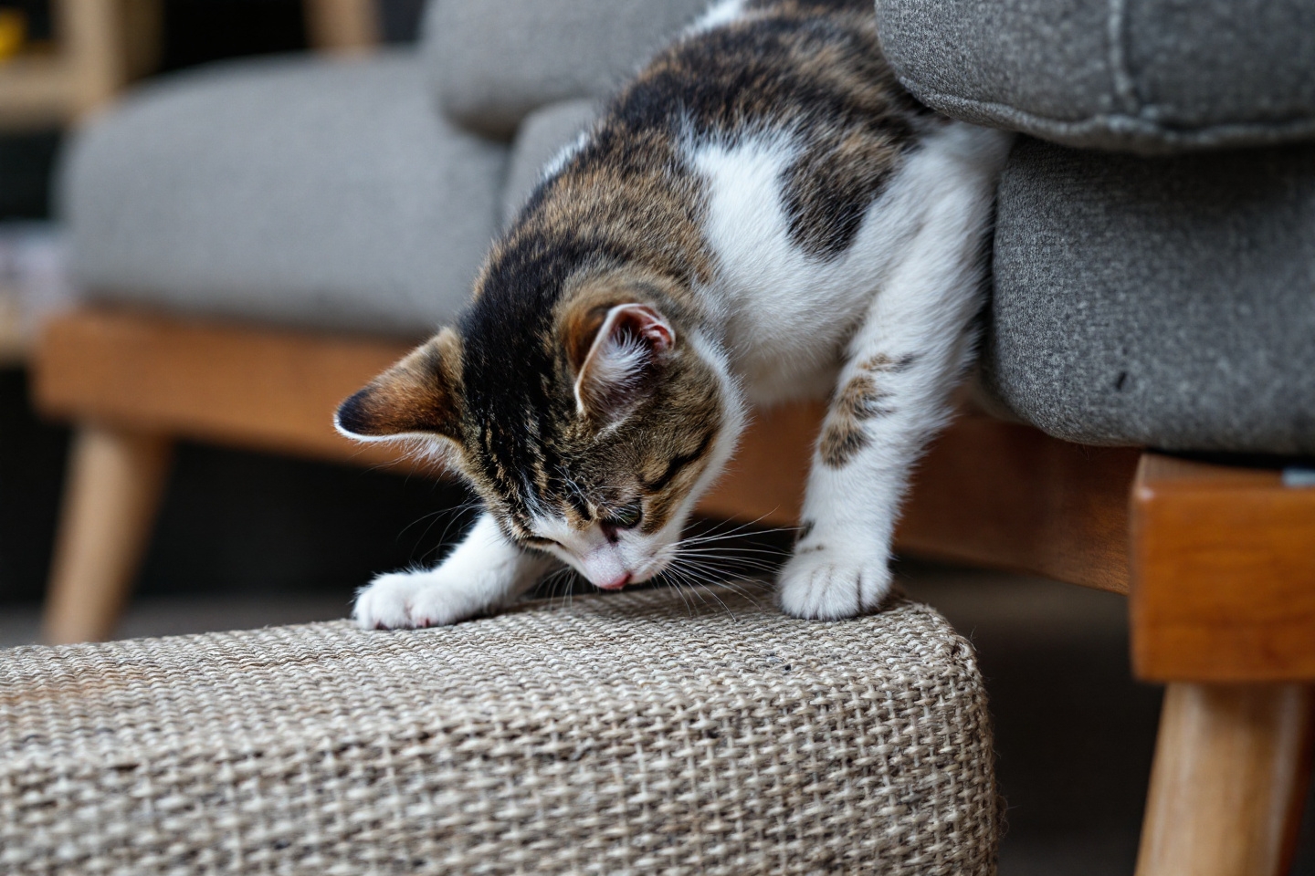 Votre chat griffe partout ? Comment repérer si c’est du stress ou juste ...