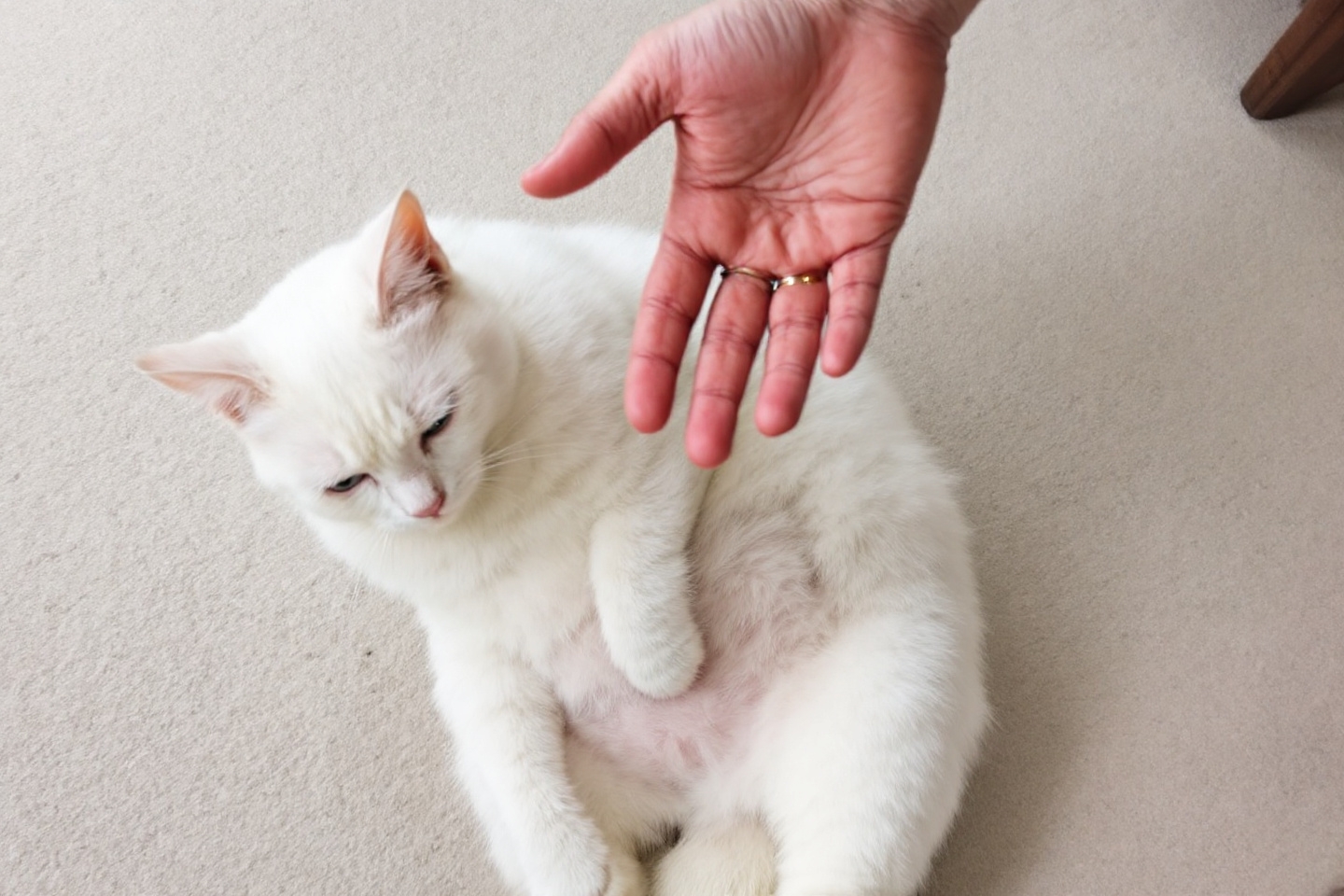Où ne jamais caresser son chat pour éviter qu’il stresse et comment ...